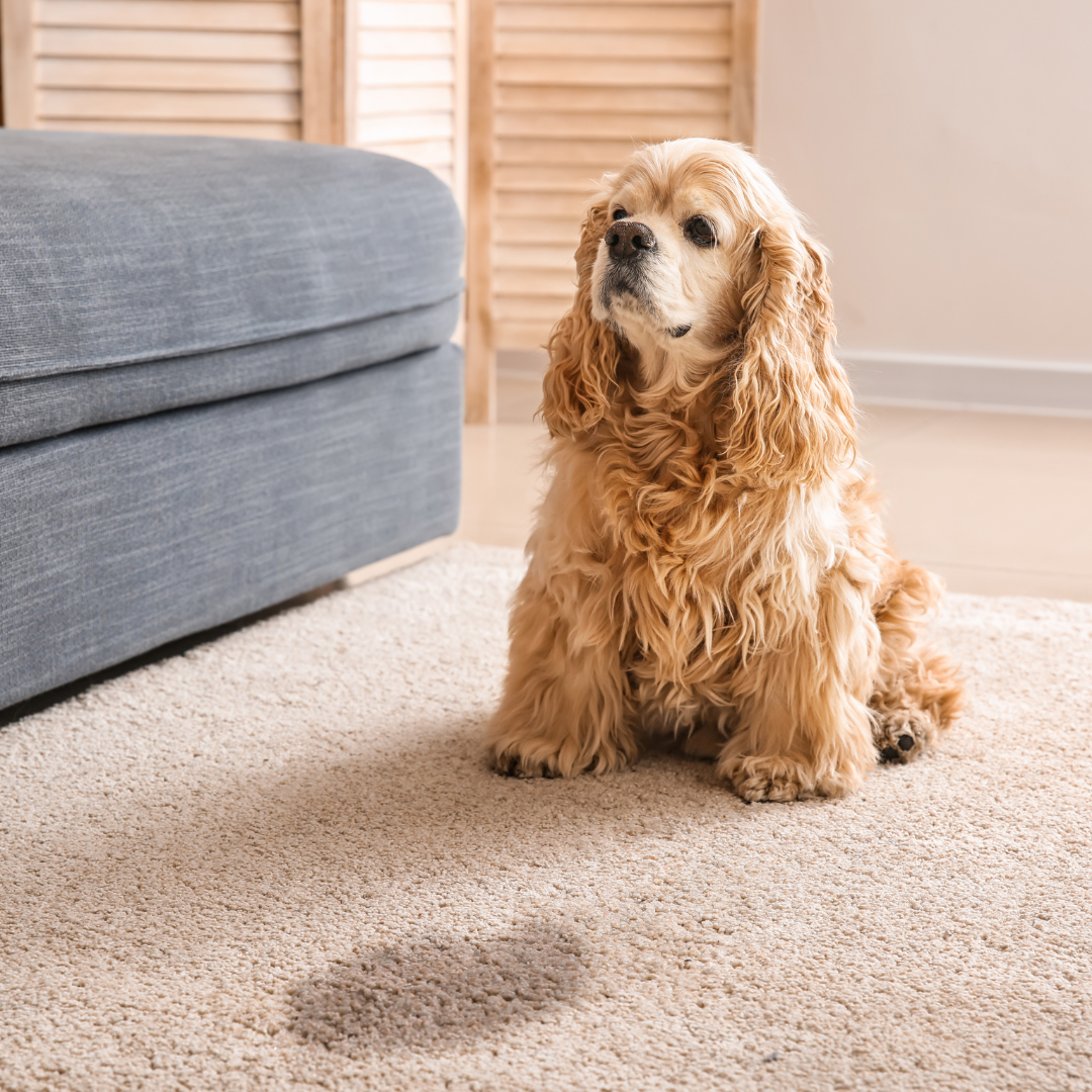 Precision Carpet Clean